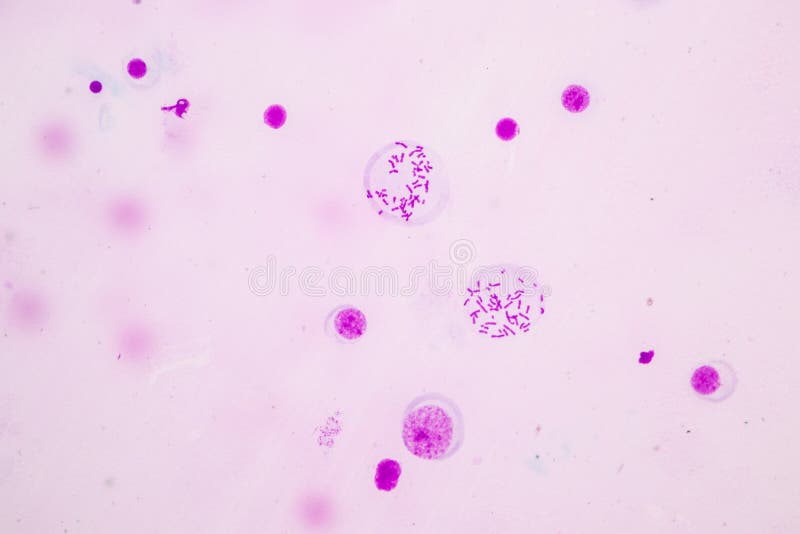 Chromatin Structure Stock Photos - Free & Royalty-Free Stock Photos ...