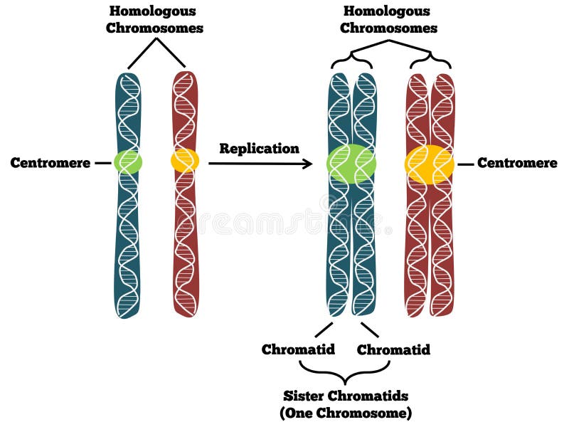 Interphase Stock Illustrations – 313 Interphase Stock Illustrations ...