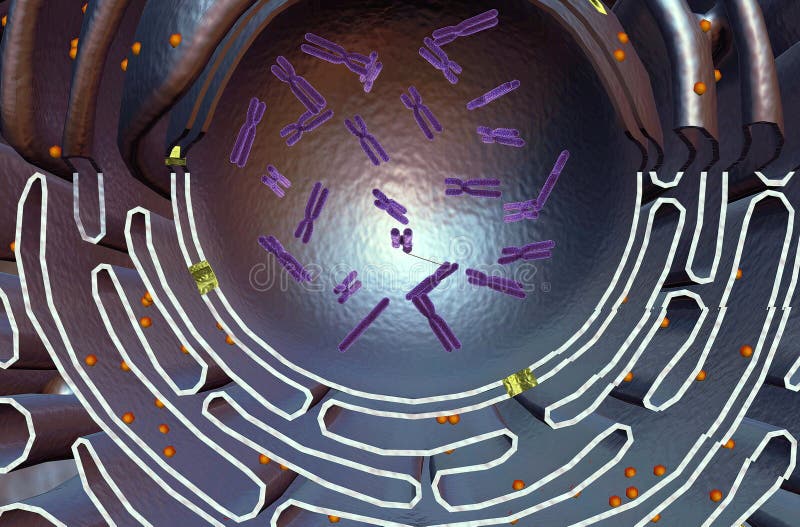 Chromosomes are Thread-like Structures in Which DNA is Tightly Packaged ...