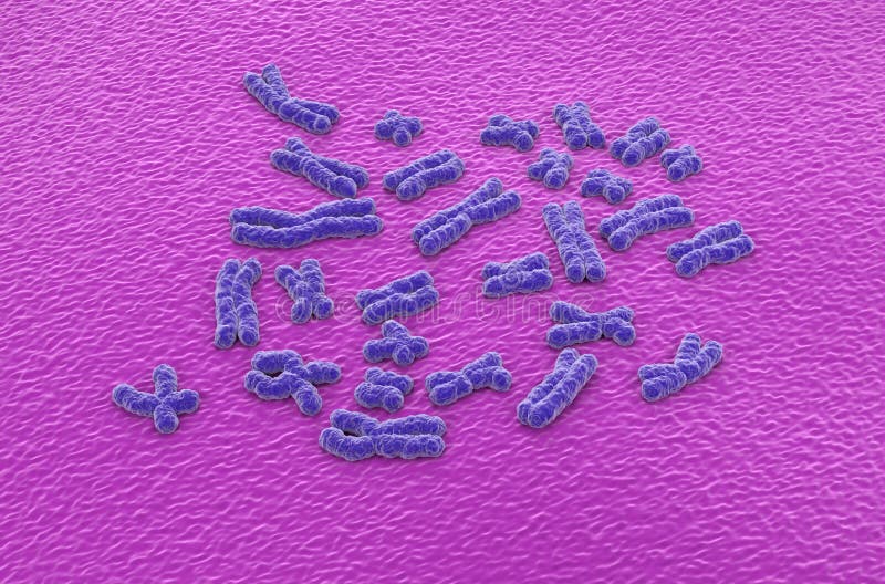 Human Chromosomes - Isometric View 3d Illustration Stock Illustration ...