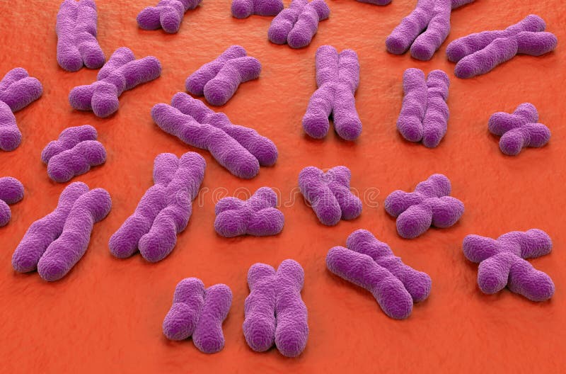 Human Chromosomes - Closeup View 3d Illustration Stock Illustration ...