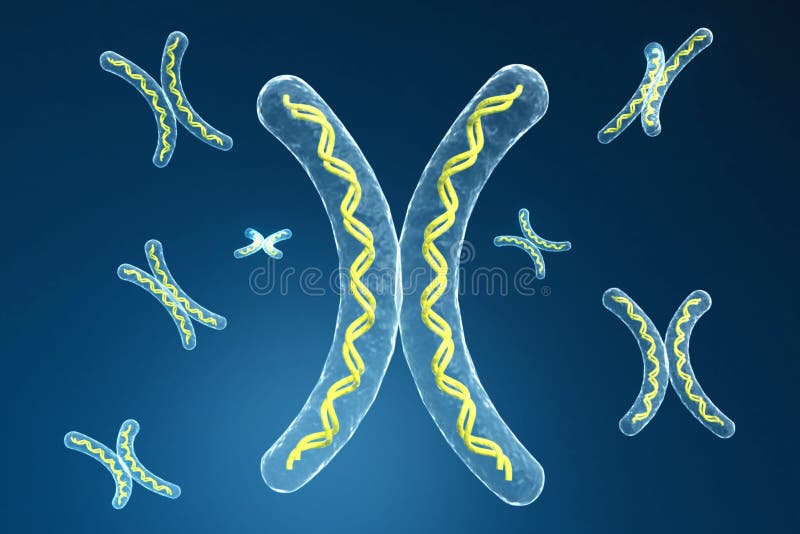 X-chromosoom stock illustratie. Illustration of micro - 11898059