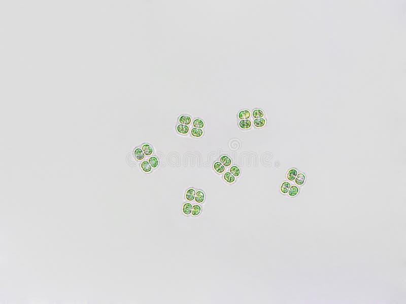 Chroococcus Sp. Algae Under Microscopic View, Green Algae Stock Image ...
