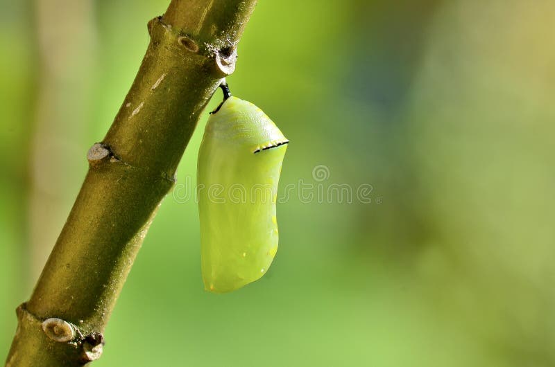Chrysalide De Guindineau De Monarque (plexippus De Danaus) Photo stock ...