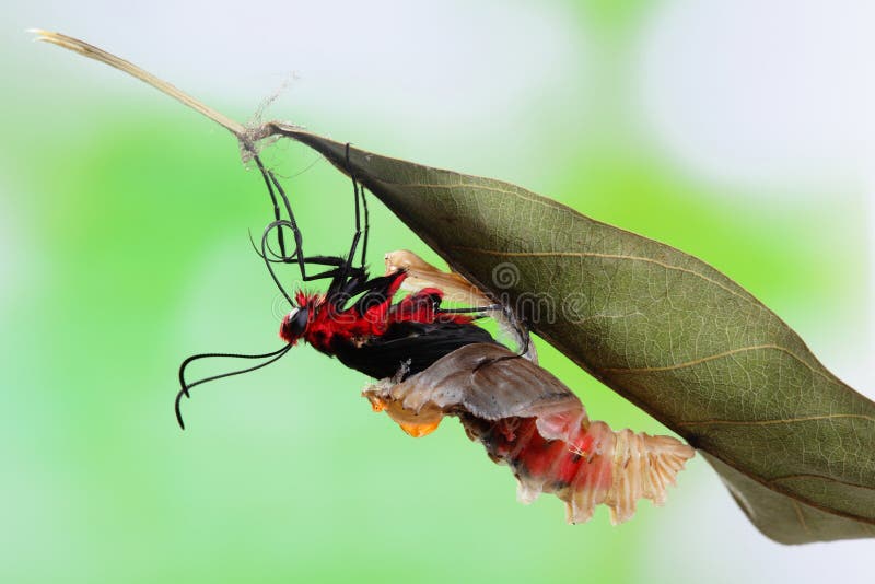 Chrysalide De Forme De Changement De Papillon Photo stock - Image du ...