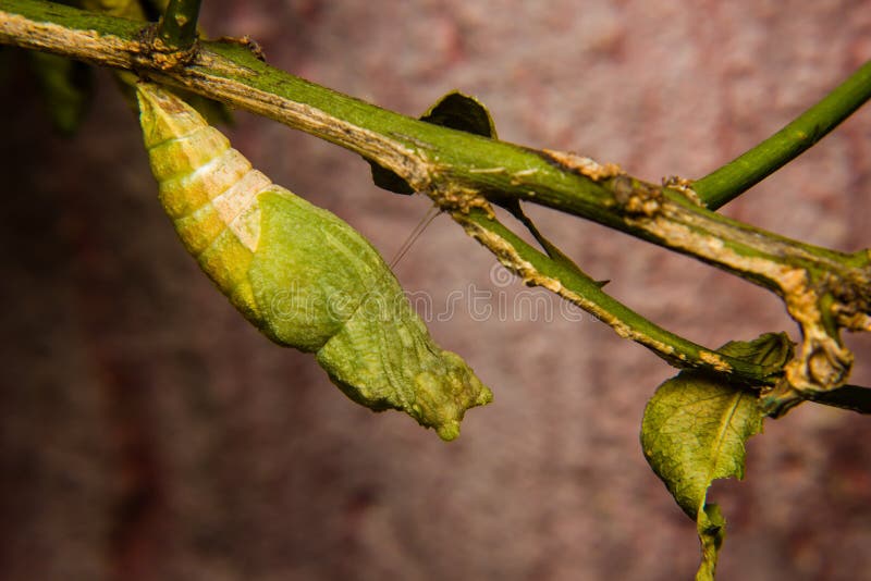 Chrysalide de guindineau photo stock. Image du vert, entomologie - 81366324