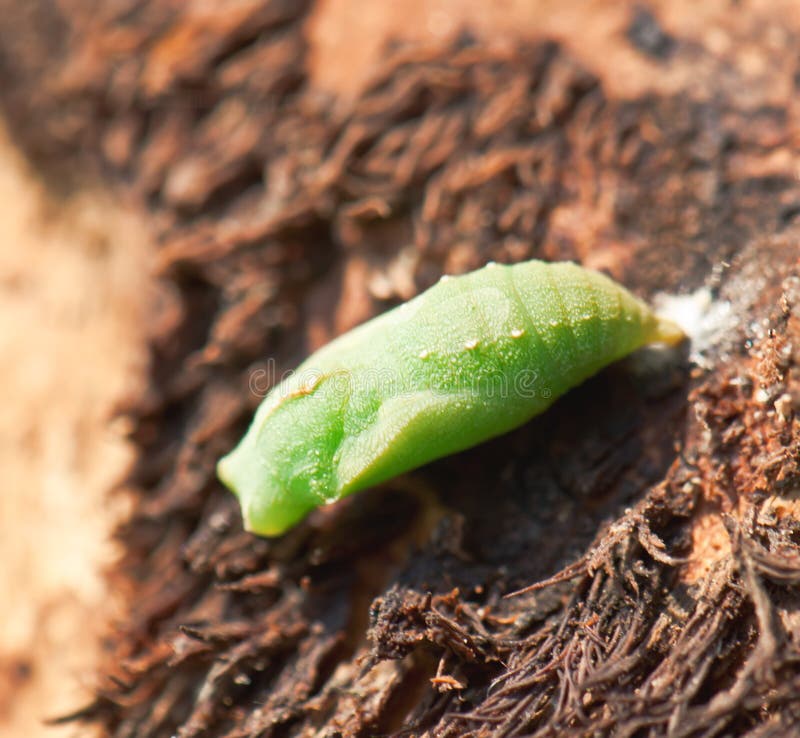 Chrysalide De Forme De Changement De Papillon Photo stock - Image du ...