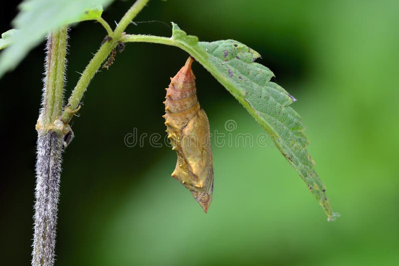 Chrysalides Photos Stock - Téléchargez 8,053 Photos libres de droits