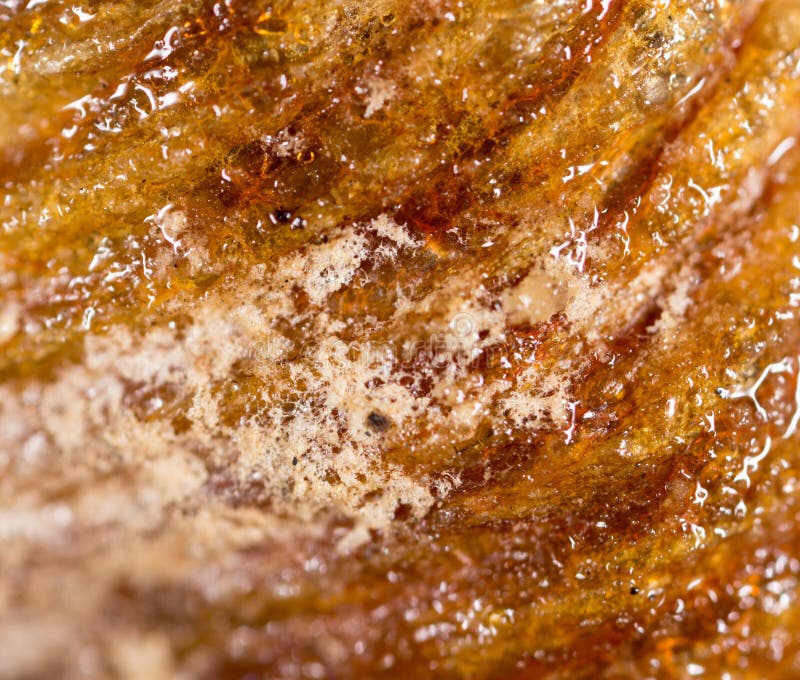 Chrysalides D'insecte Comme Fond Macro Image stock - Image du ...