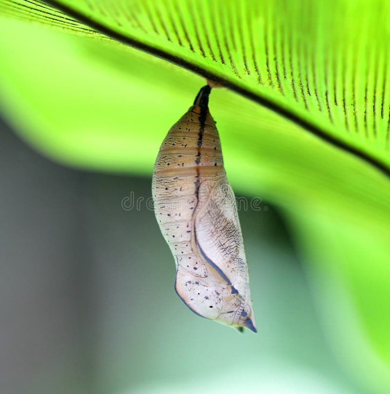 Chrysalides Photos Stock - Téléchargez 8,053 Photos libres de droits