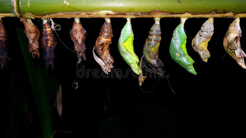 Papillon et chrysalides photo stock. Image du développez - 37192262