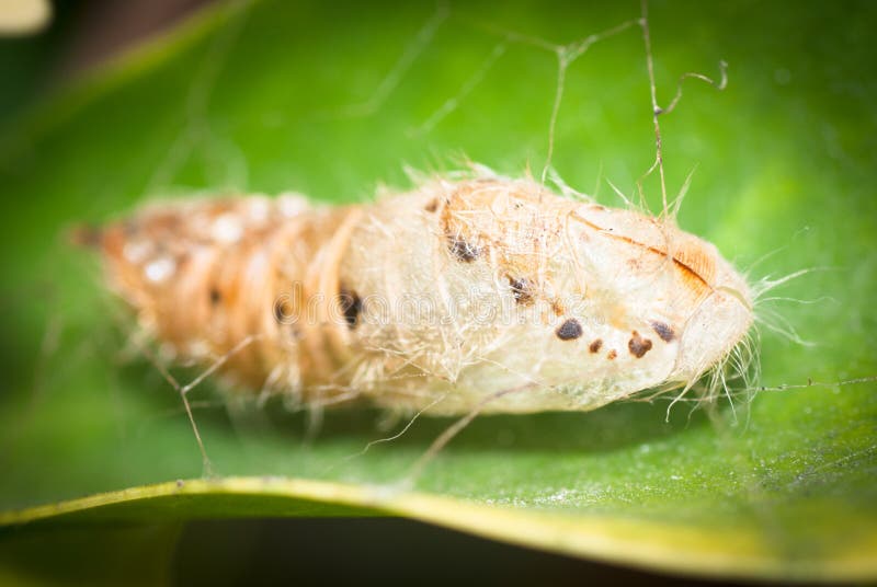 A chrysalis stock photo. Image of holometabole, development - 26399132