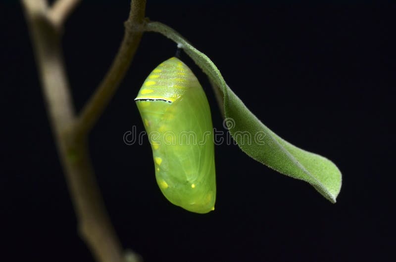 Chrysalis on Black Background Stock Photo - Image of butterfly, renewal ...