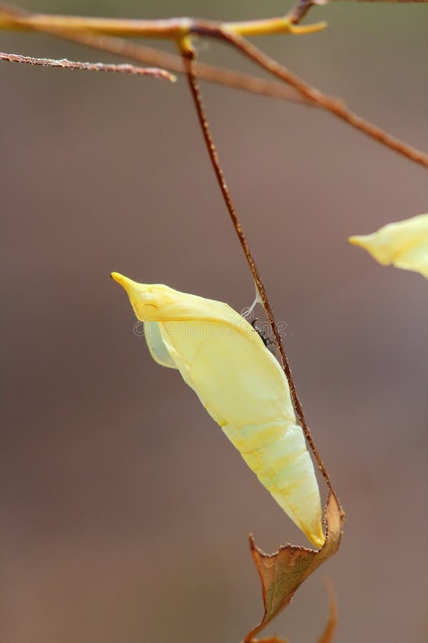 Chrysalis Butterfly stock photo. Image of closeup, cycle - 139516178