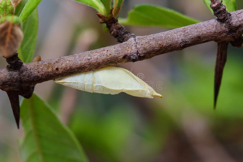 Chrysalis Butterfly stock image. Image of chrysippus - 139516417