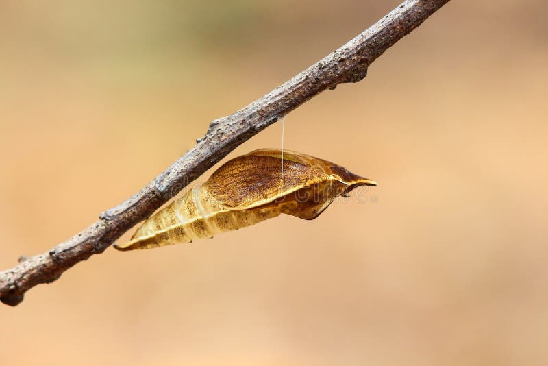 Chrysalis Butterfly stock image. Image of nature, chrysalis - 139516319