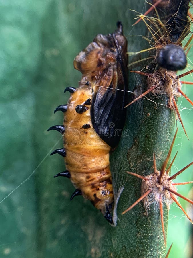 Chrysalis or Cocoon on the Green Cactus Stock Photo - Image of tree ...
