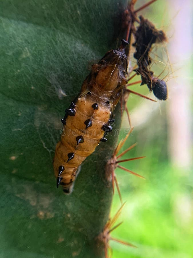 Chrysalis or Cocoon on the Green Cactus Stock Image - Image of flying ...