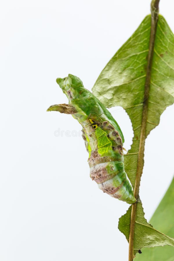 Chrysalis of Commander Butterfly on Leaf Stock Image - Image of ...
