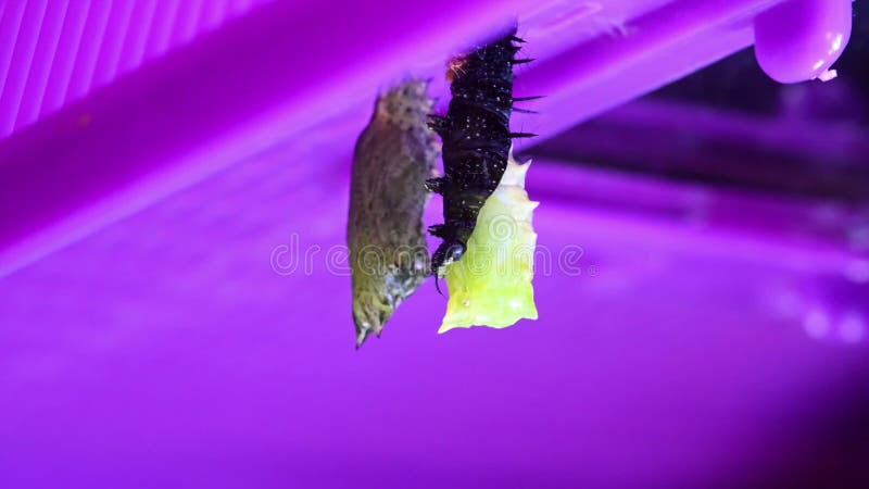Chrysalis Emerging from Peacock Caterpillar Stock Footage - Video of ...