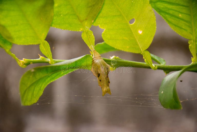 Chrysalis Hanging on Kaffir Lime Tree Branch Stock Image - Image of ...