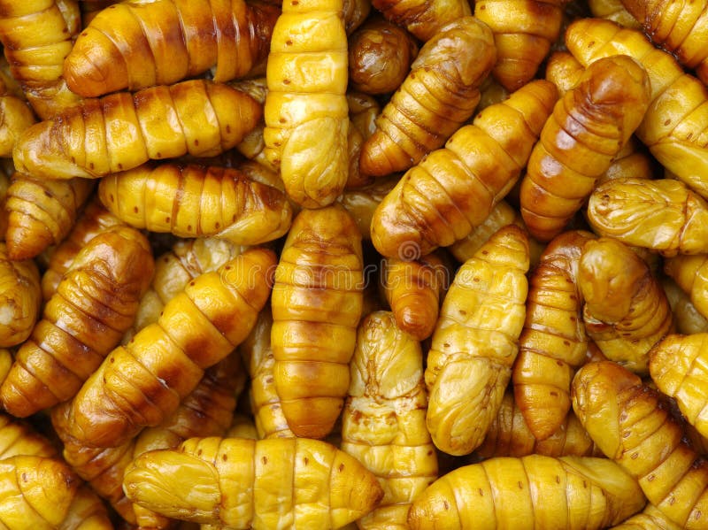 Chrysalis Larval stock image. Image of length, full, china - 65858639