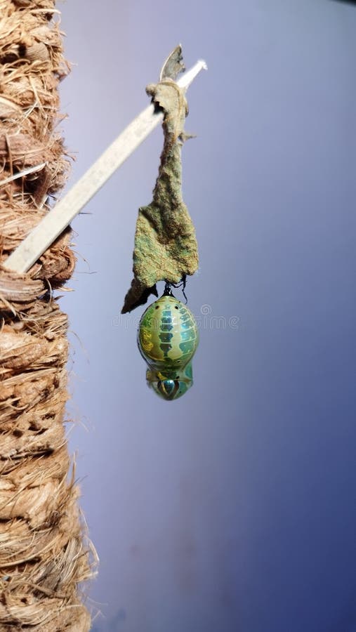 Chrysalis during Metamorphosis Stock Photo - Image of caterpillar ...