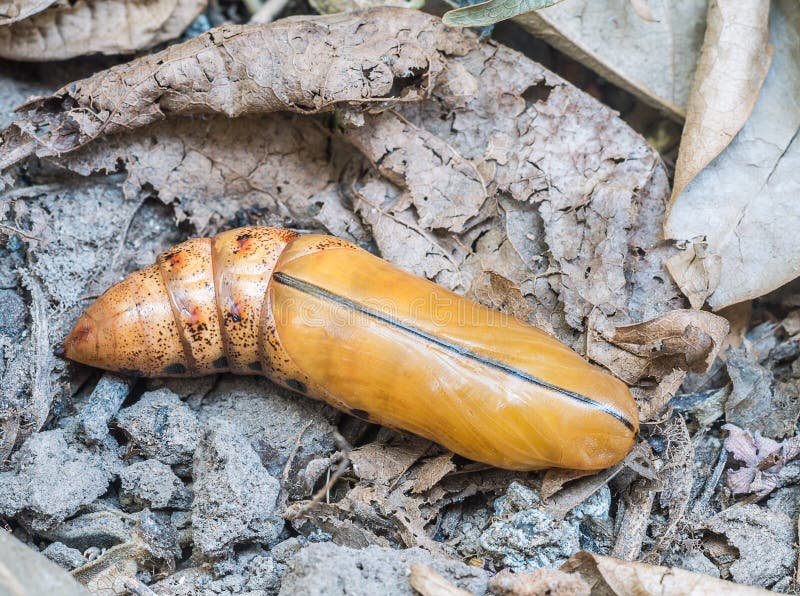 Chrysalis of Moth on Dry Leaf Stock Image - Image of wild, silken: 68519727