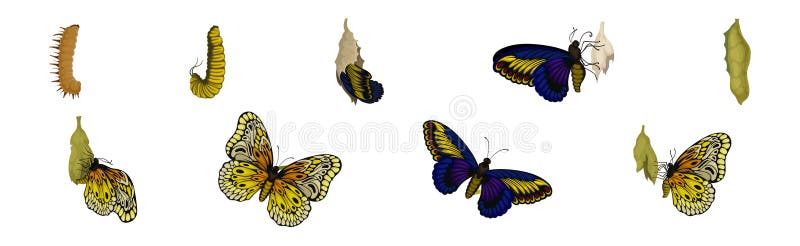Chrysalis or Nympha As Pupal Stage of Butterfly Development Vector Set ...
