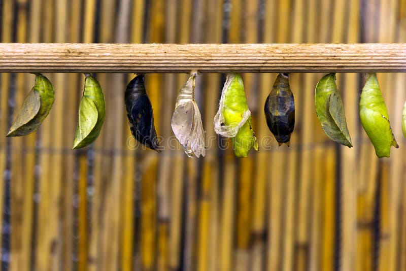 Three Chrysalis Silkworm Cocoons Stock Photo - Image of silken ...