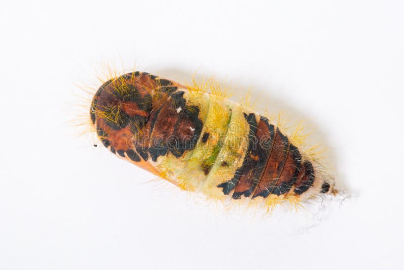 Chrysalis stock image. Image of insects, isolated, aurelia - 83866163