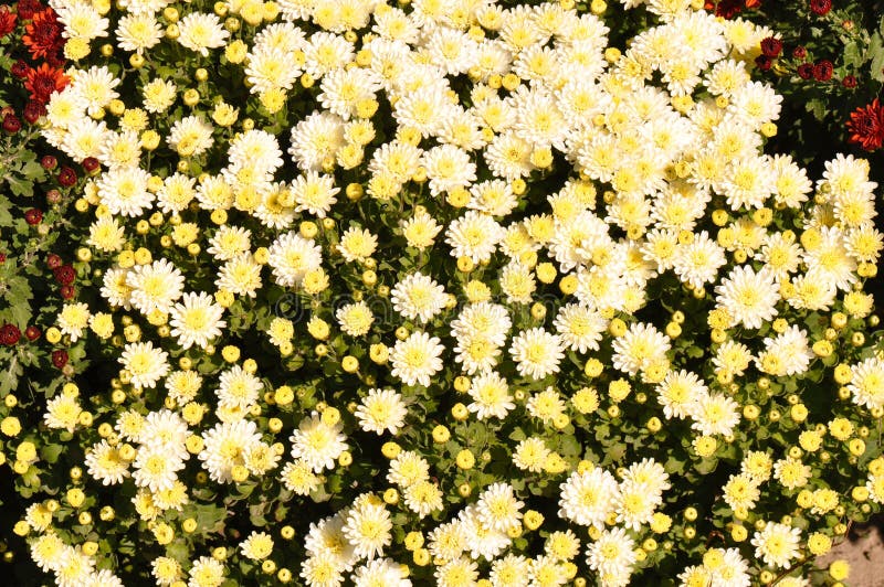Chrysant stock afbeelding. Image of groei, groep, volledig - 101724893