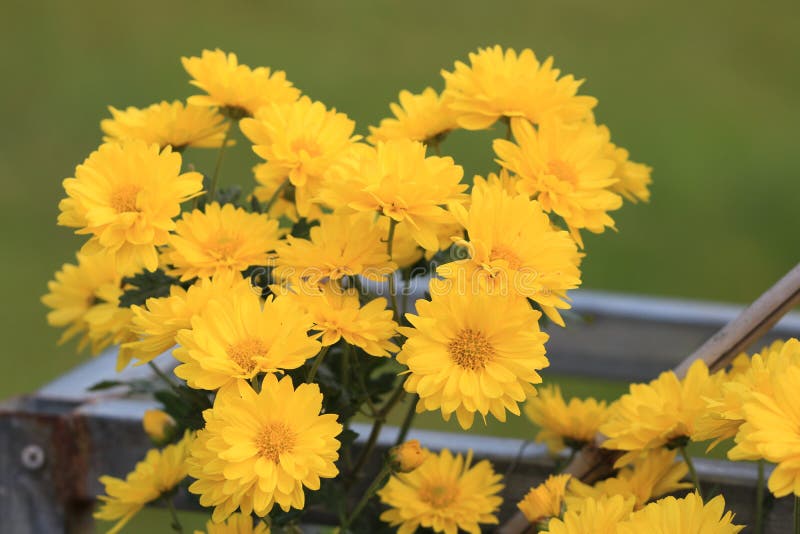 Chrysant stock afbeelding. Image of bloem, gebruik, betekenis - 102695309