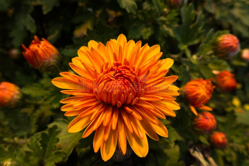 Chrysant stock foto. Image of geroepen, leven, volgens - 102695818