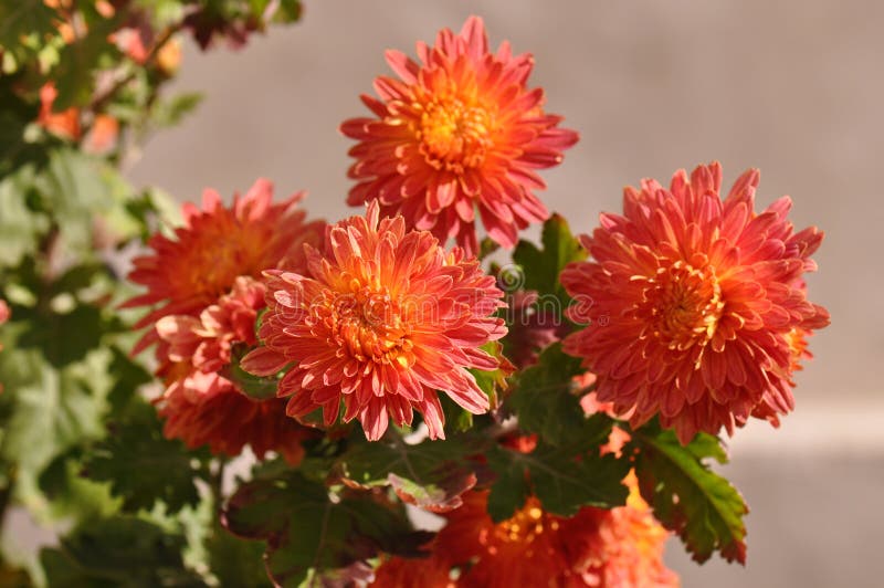 Chrysant stock afbeelding. Image of groei, groep, volledig - 101724893
