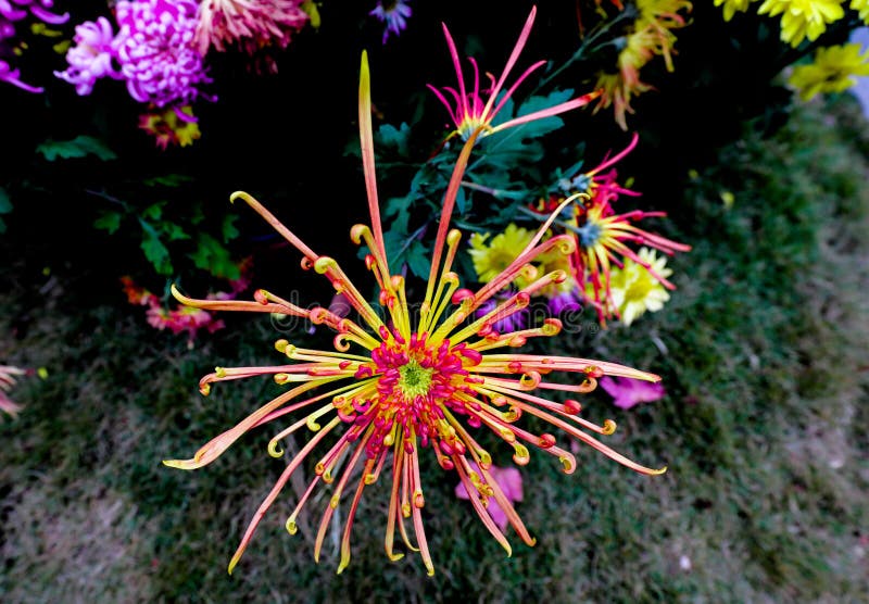 Chrysant stock afbeelding. Image of chrysant, tweezaadlobbige - 103902689