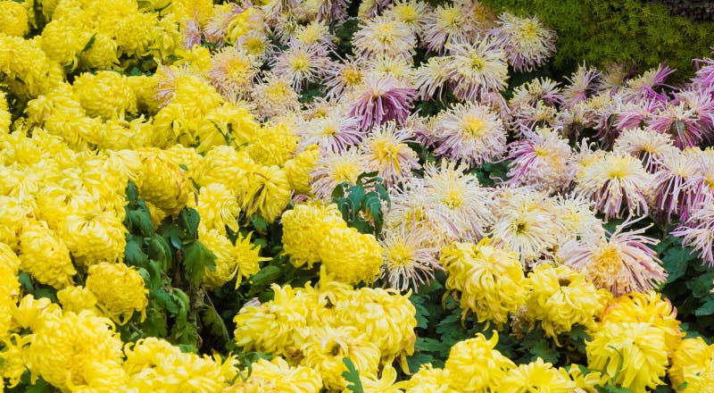 Chrysant stock foto. Image of voor, kleur, gebruikt - 104603924