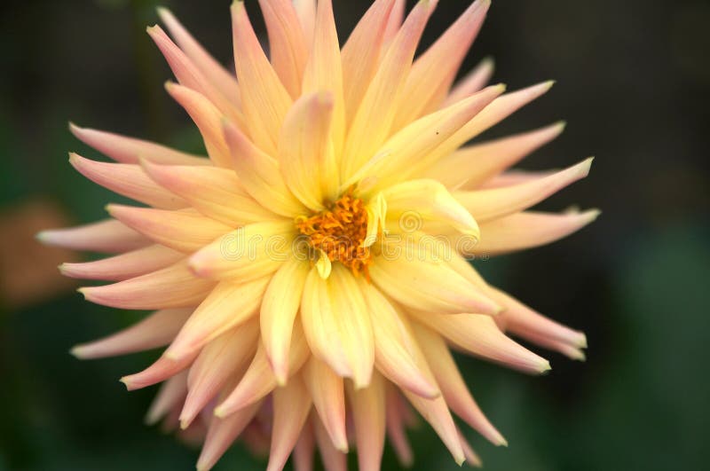 Chrysant stock afbeelding. Image of gebladerte, madeliefje - 1078075
