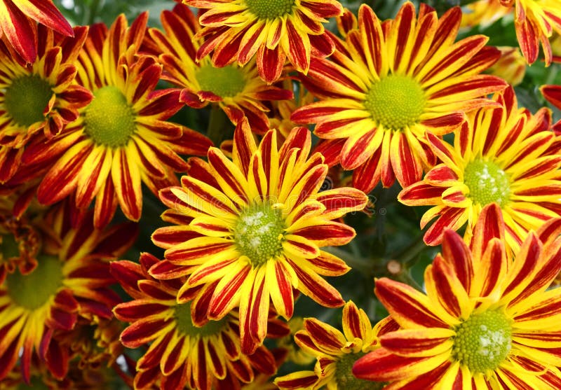 Chrysant stock afbeelding. Image of ronde, najaar, cadeau - 111540863