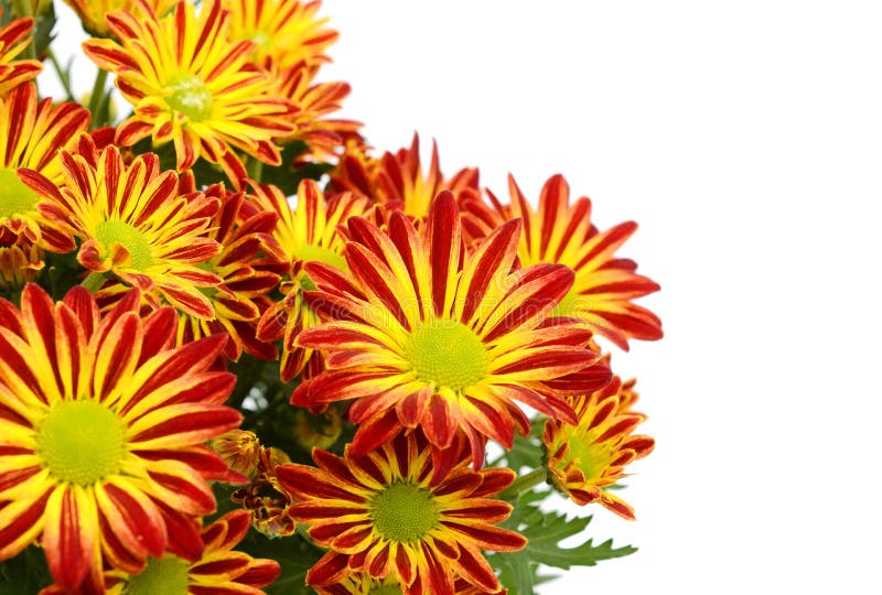 Chrysant stock afbeelding. Image of vrij, onschuld, zuiver - 111540865