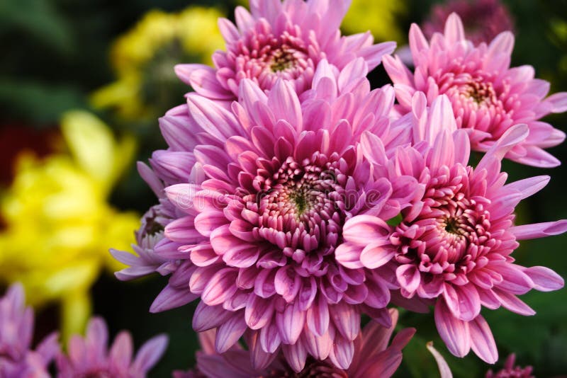 Chrysant stock afbeelding. Image of tuinieren, achtergronden - 12032771