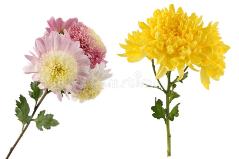 Chrysant stock afbeelding. Image of bloei, chrysant, eenvoudig - 12156409