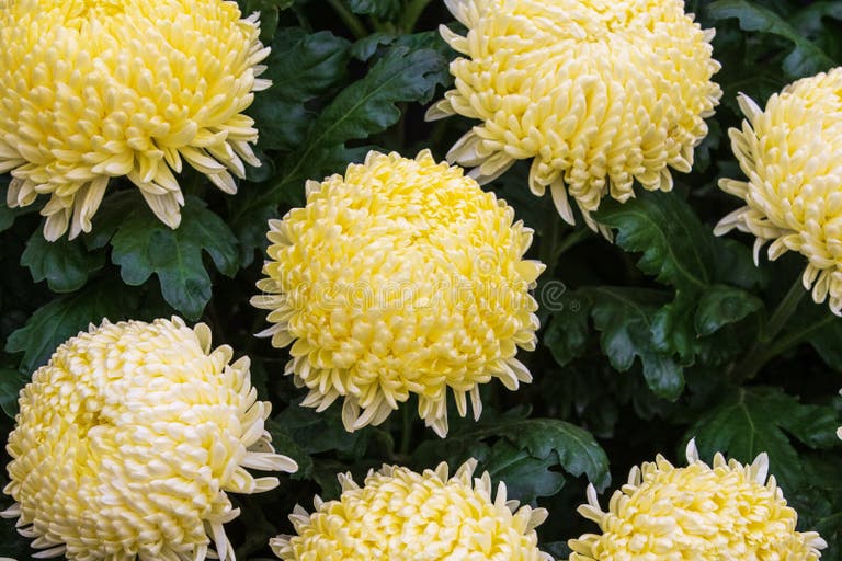 Chrysant stock foto. Image of bloem, bloei, schoonheid - 136087732