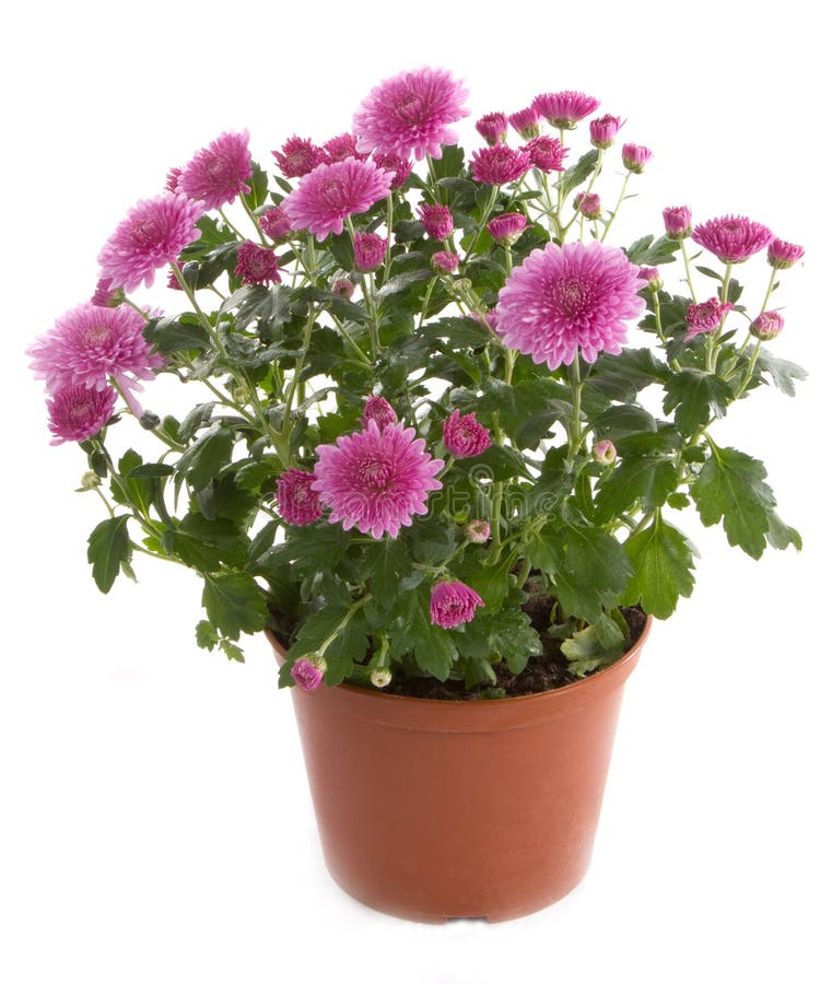 Chrysant stock afbeelding. Image of madeliefje, bloei - 16240653