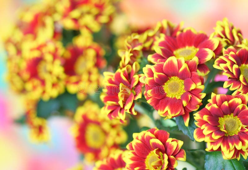 Chrysant stock afbeelding. Image of sluit, boeket, najaar - 17565705