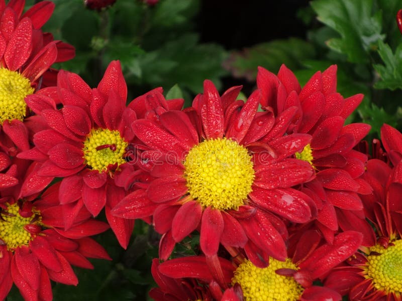 Chrysant stock foto. Image of chrysant, bloemen, geschiedenis - 37376456