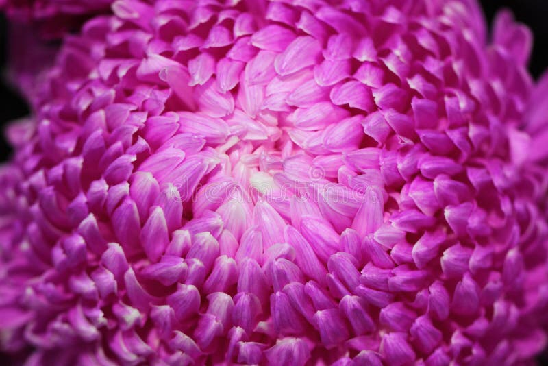 Chrysant stock afbeelding. Image of roze, sinaasappel - 40789521