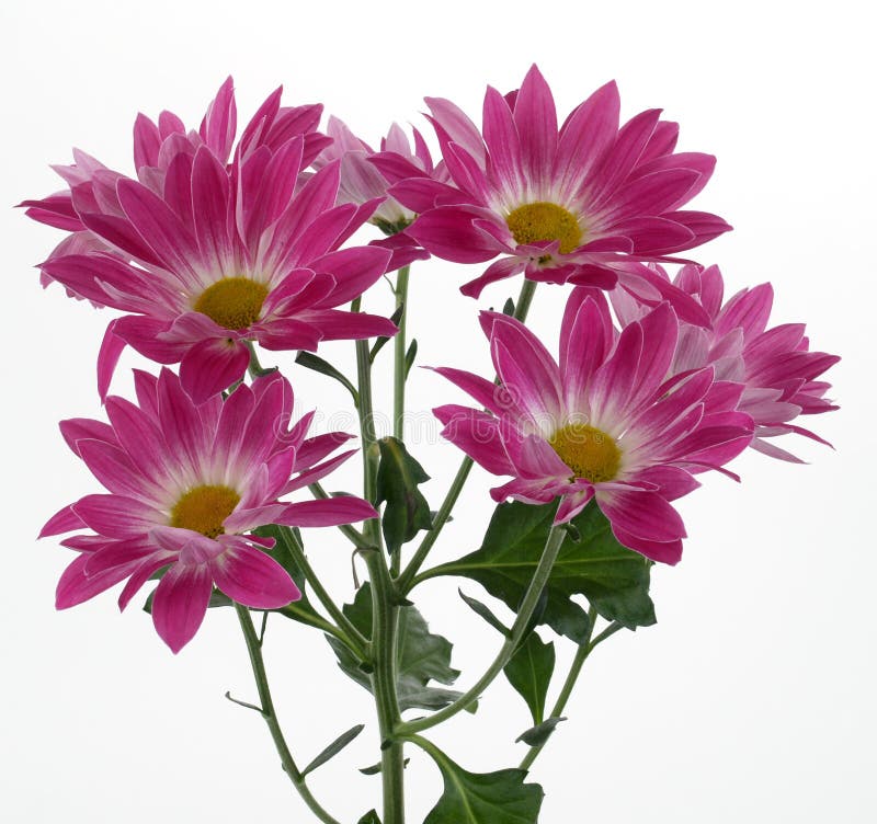 Chrysant stock afbeelding. Image of chrysant, decoratie - 5651599