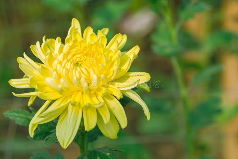 Chrysant stock foto. Afbeelding bestaande uit wildflower - 74420
