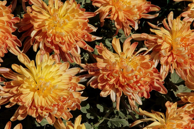 Chrysant stock foto. Afbeelding bestaande uit wildflower - 74420